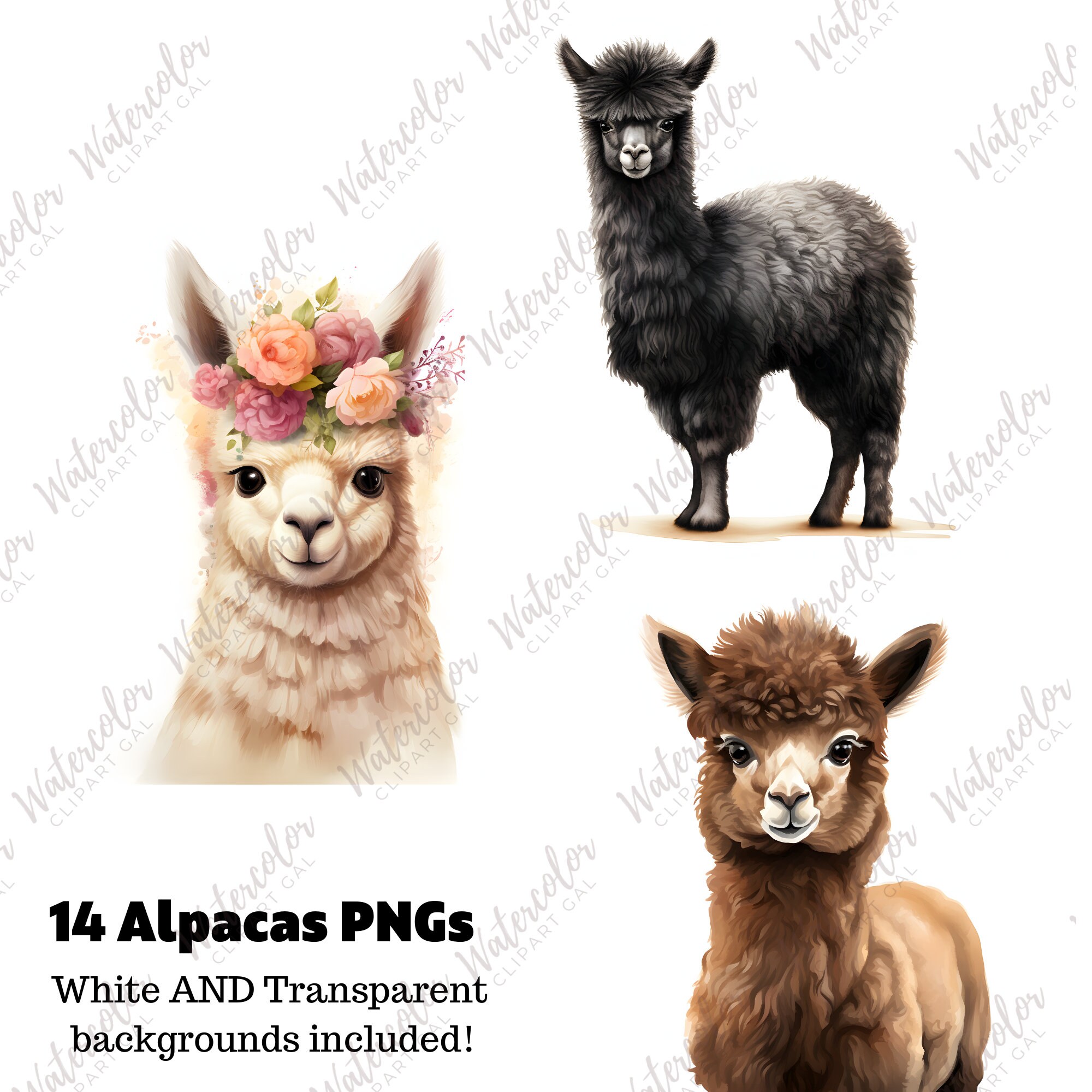 Alpaca Clipart PNG Watercolor Bundle Cute Animal Clipart Barnyard ...