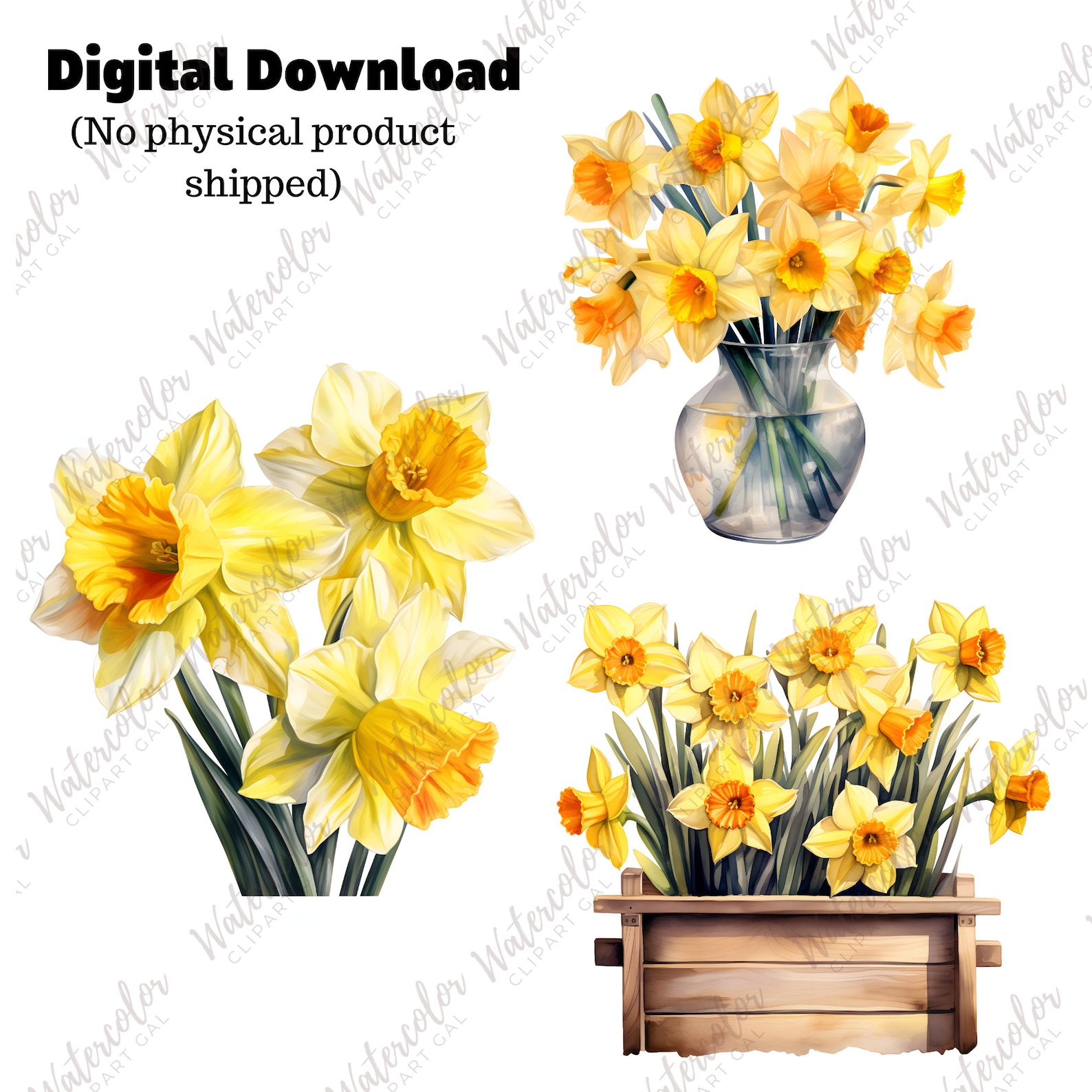 Daffodil Clipart PNG Watercolor Bundle | Daffodil PNG | Floral Clipart ...
