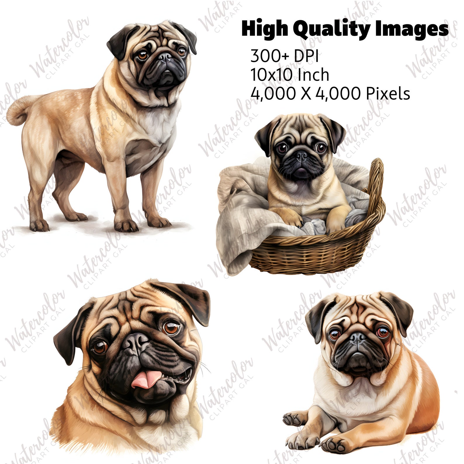 Pug Clipart Watercolor Bundle Dog Portrait Pugs PNG Dog - Etsy