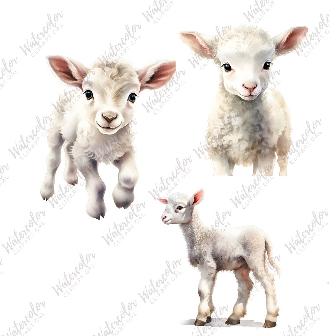 Baby Lamb PNG Clipart Watercolor Bundle Baby Animals Clipart - Etsy