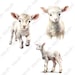 Baby Lamb PNG Clipart Watercolor Bundle Baby Animals Clipart Baby ...
