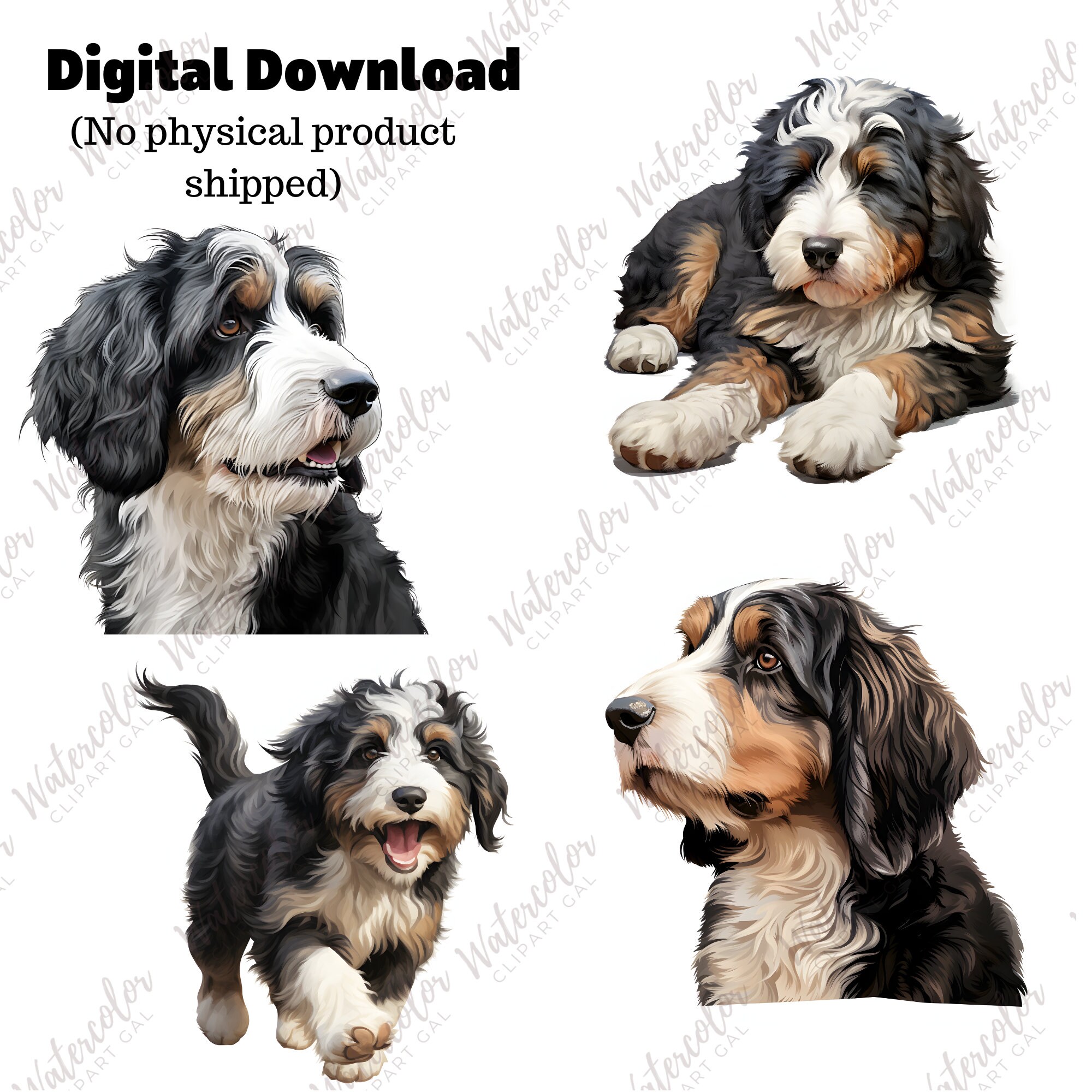 Bernedoodle Clipart Watercolor Bundle Dog Portrait Bernedoodle PNG Pet ...