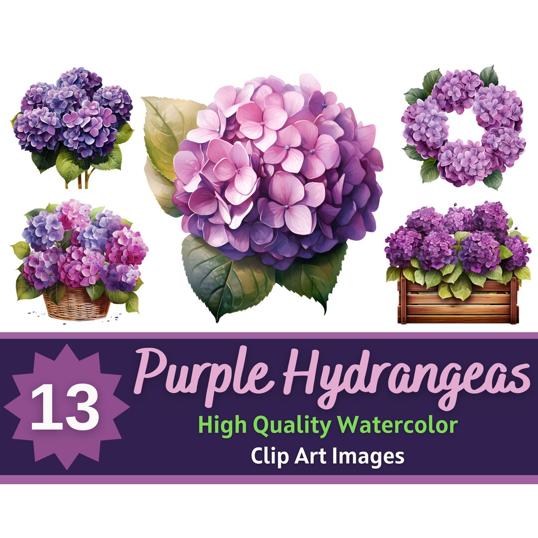 Purple Hydrangea Clipart Watercolor Bundle | Hydrangea PNG | Floral ...