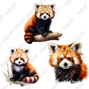 Red Panda Clipart Watercolor Bundle | Red Panda PNG | Cute Animal ...