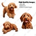Red Labradoodle Clipart Watercolor Bundle Dog Portrait - Etsy