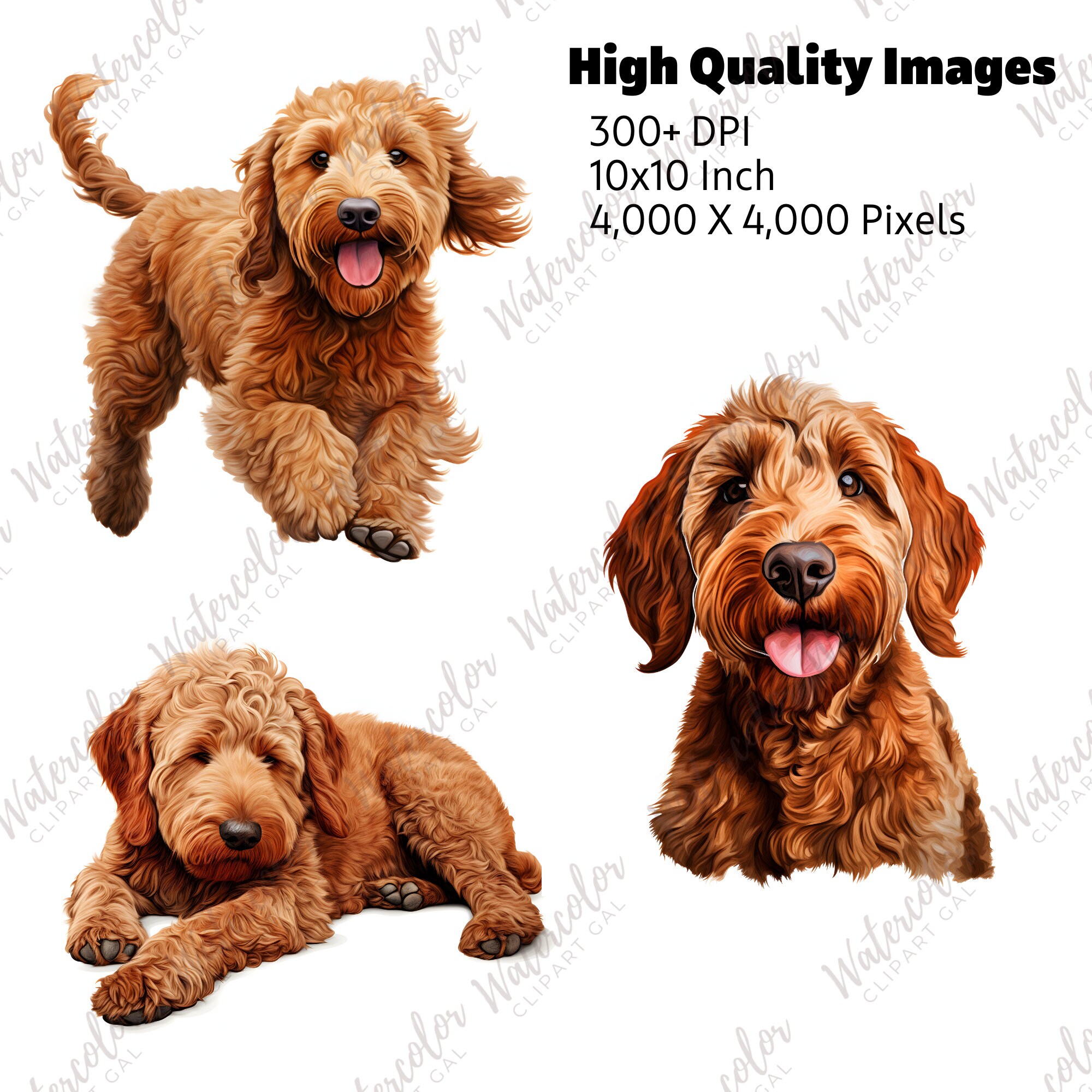Red Labradoodle Clipart Watercolor Bundle Dog Portrait - Etsy