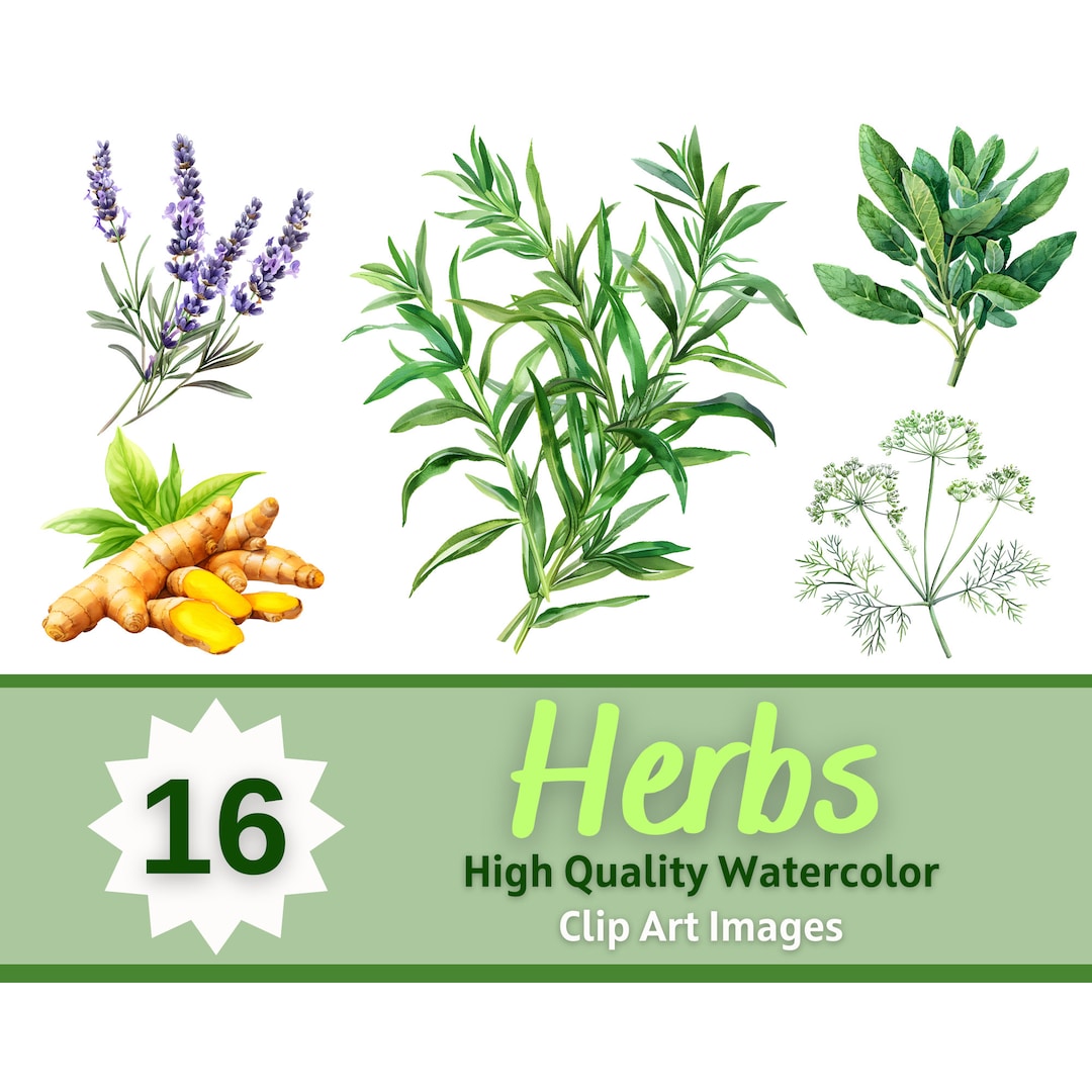 Herb Clipart Watercolor Bundle | Herbs and Spices PNG | Food Clipart ...