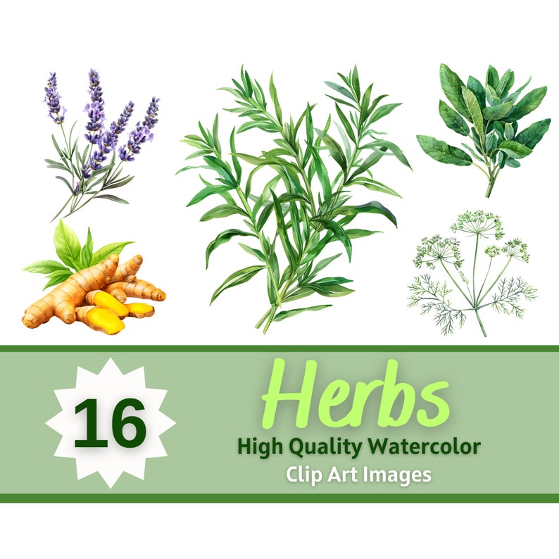Herb Clipart Watercolor Bundle Herbs and Spices PNG Food Clipart ...
