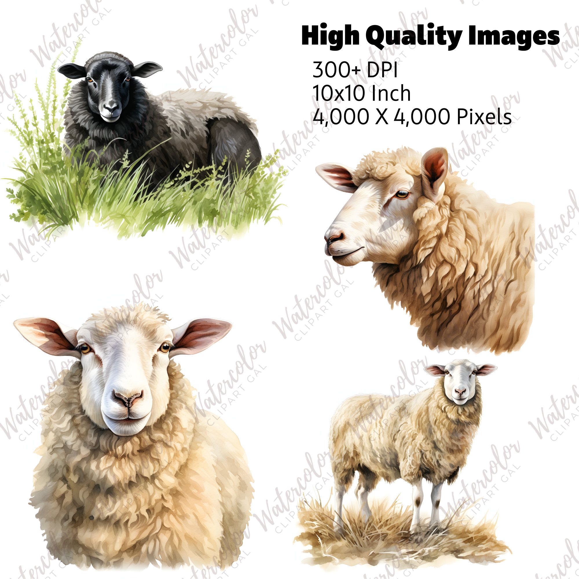 Sheep Clipart Watercolor Bundle | Cute Animal Clipart | Barnyard ...