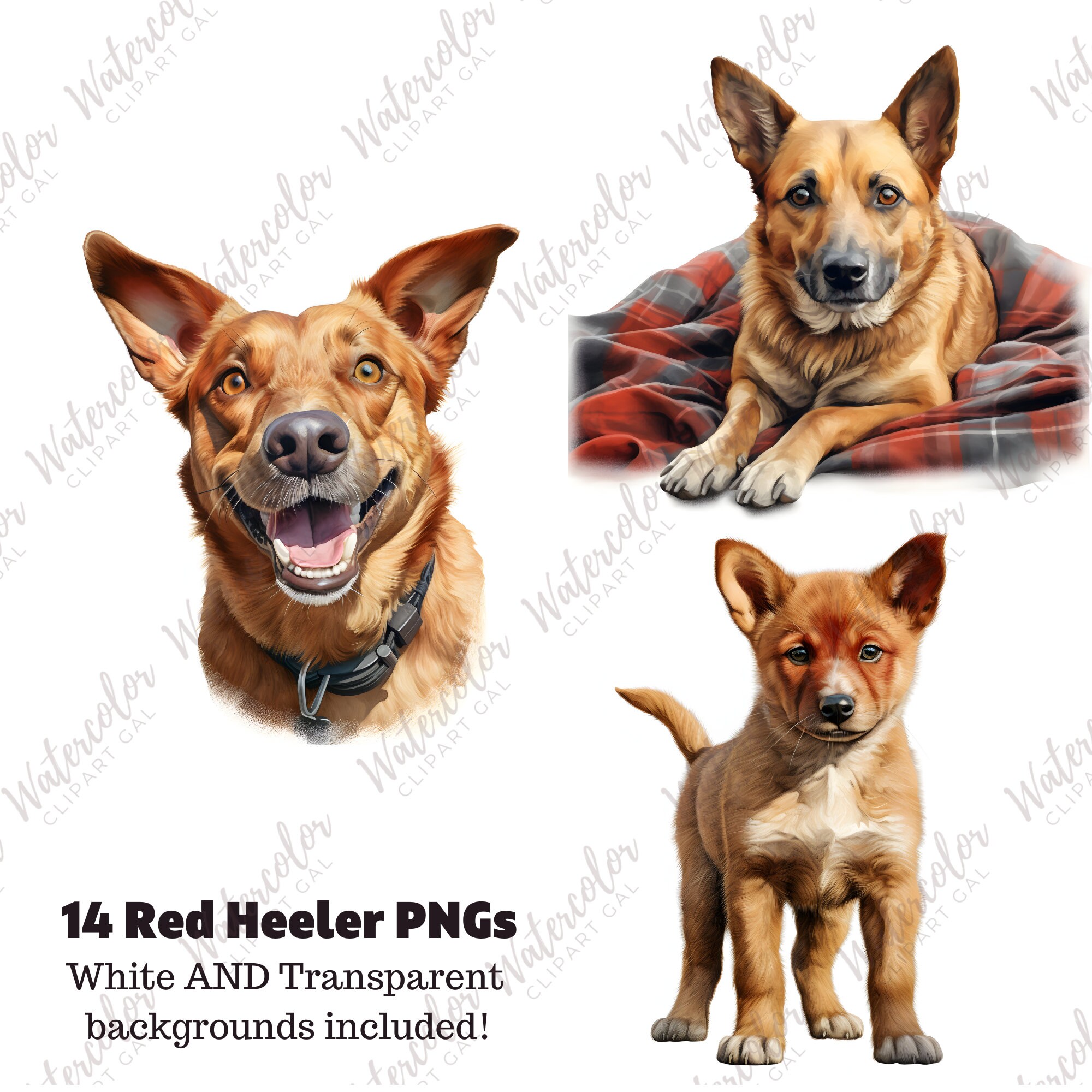 Red Heeler Clipart Watercolor Bundle Dog Portrait Red Heeler PNG Dog ...