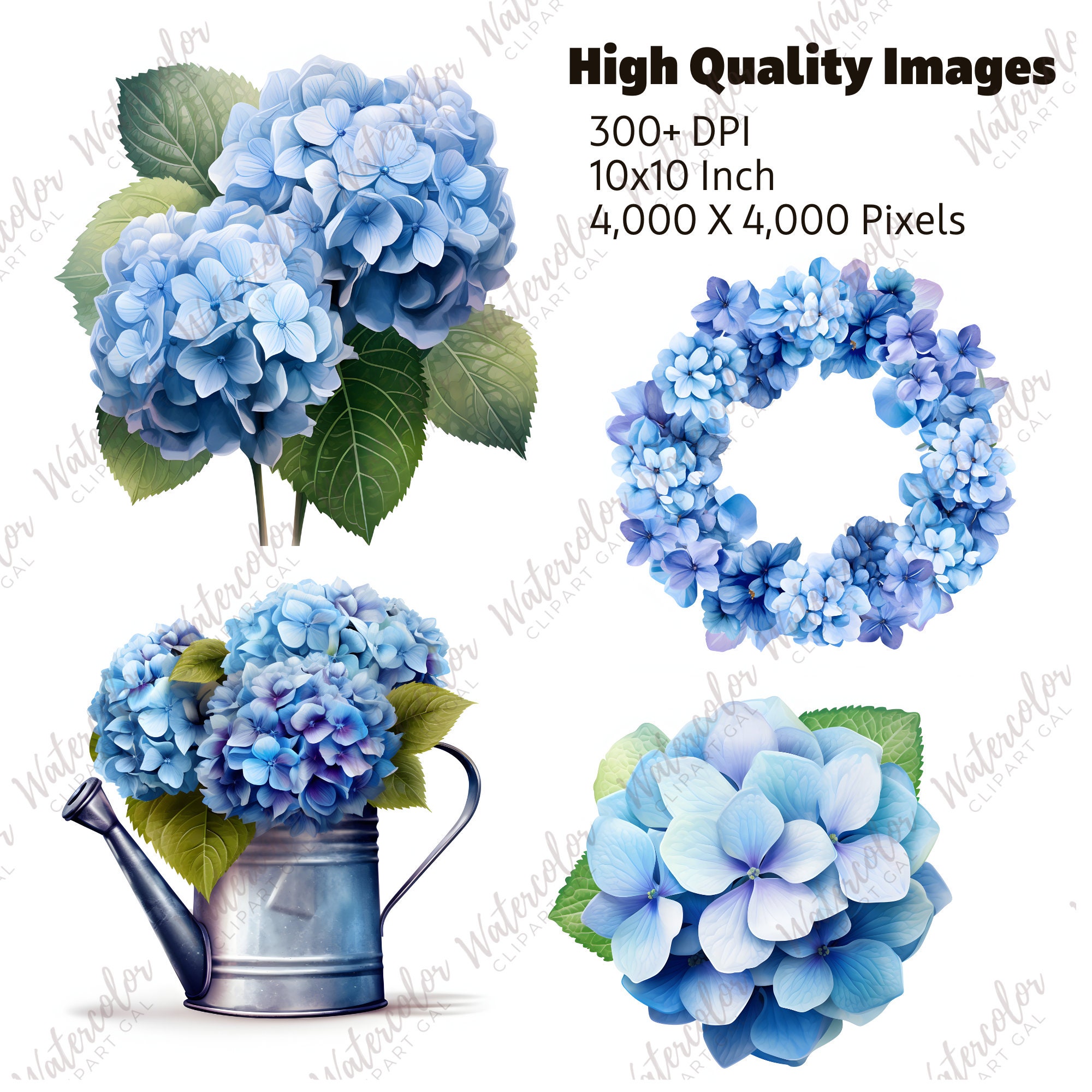 Blue Hydrangea Clipart Watercolor Bundle Hydrangea PNG Floral Clipart ...