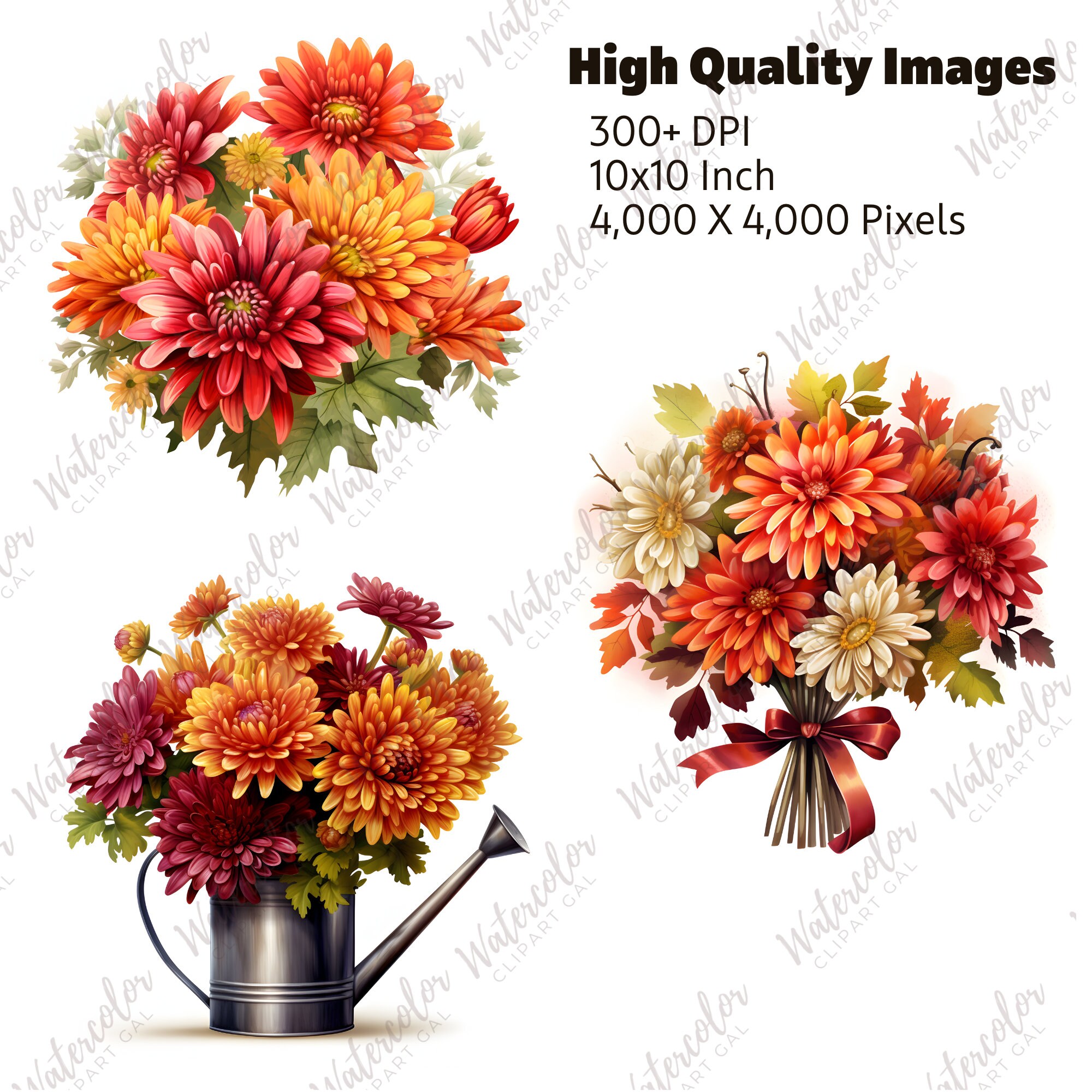 Mums Clipart PNG Watercolor Bundle Mums Flower PNG Floral - Etsy