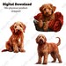 Red Labradoodle Clipart Watercolor Bundle Dog Portrait - Etsy