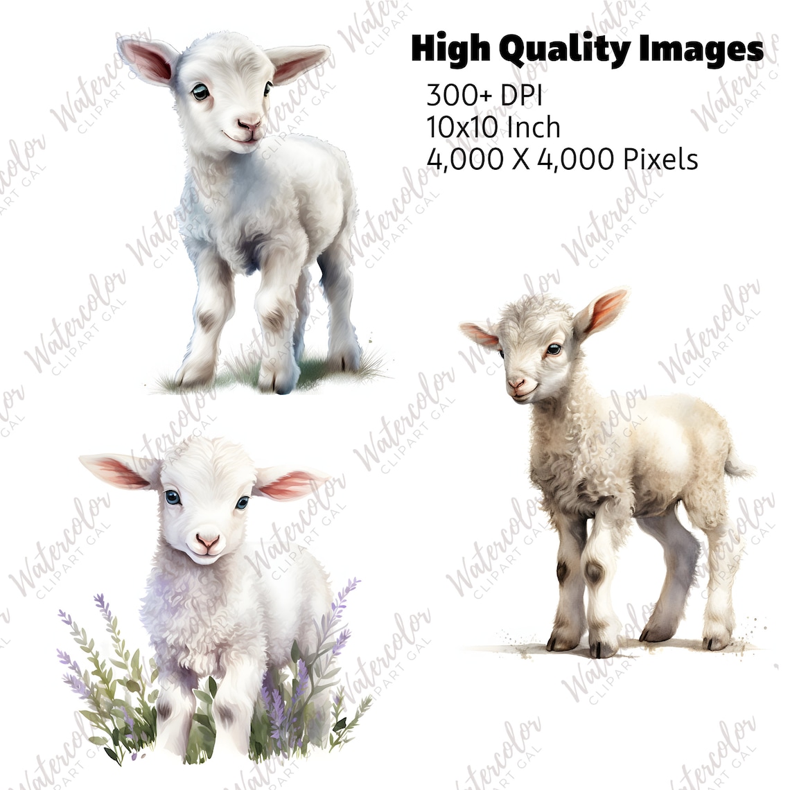 Baby Lamb PNG Clipart Watercolor Bundle Baby Animals Clipart - Etsy