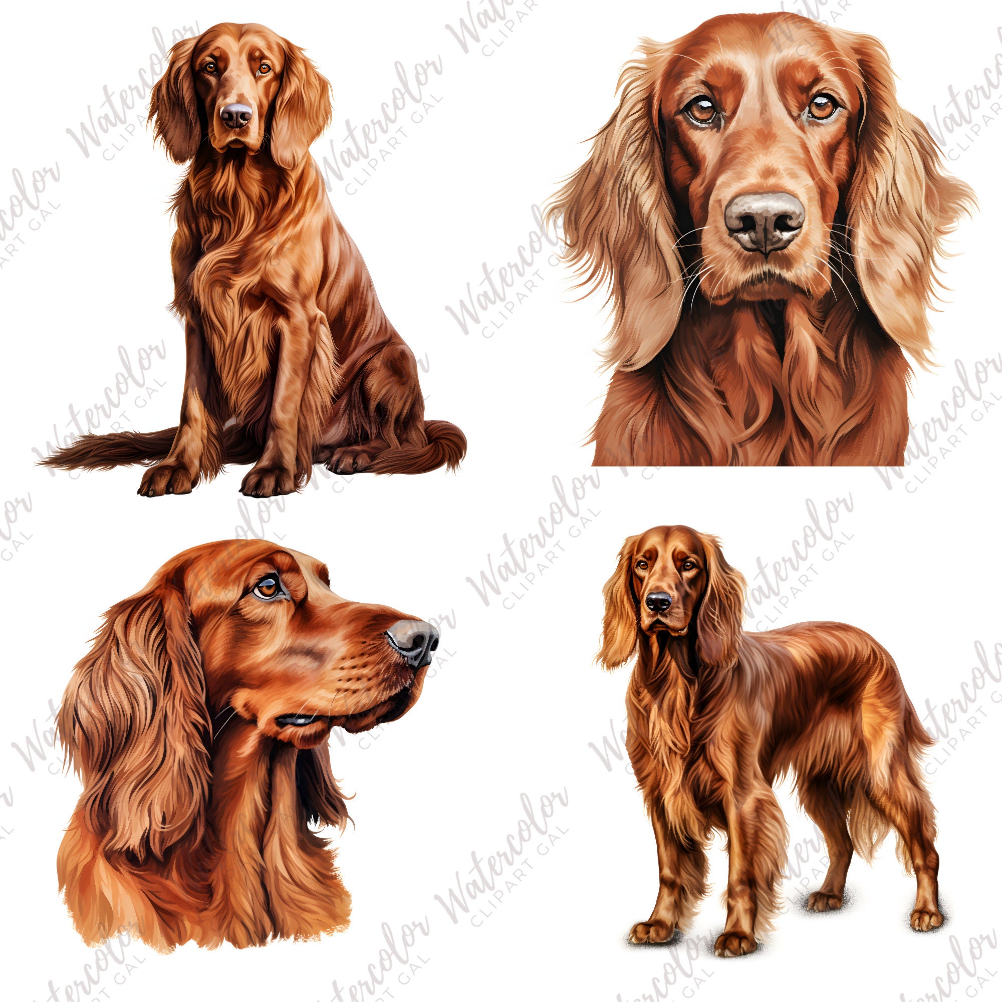 Irish Setter Clipart Watercolor Bundle Dog Portrait Irish Setter Dog ...