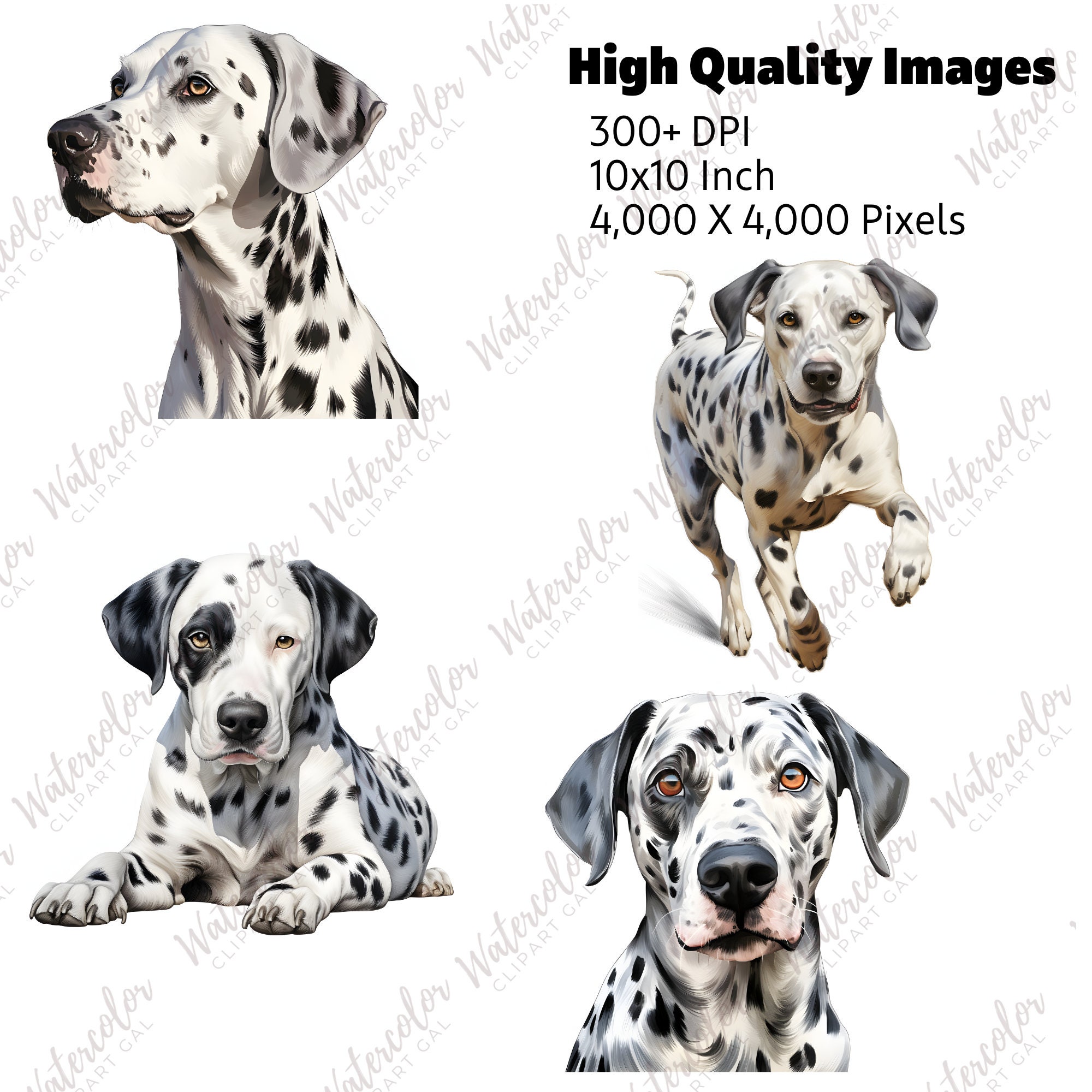 Dalmatian Clipart Watercolor Bundle Dog Portrait Dalmatian Dog PNG Pet ...