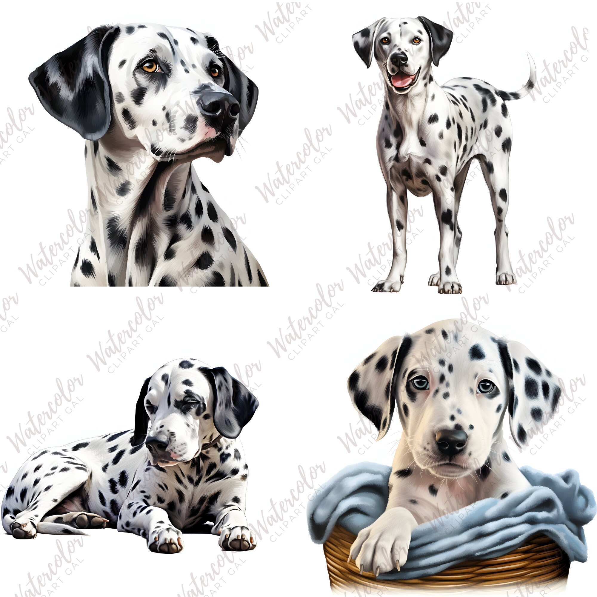 Dalmatian Clipart Watercolor Bundle Dog Portrait Dalmatian Dog PNG Pet ...