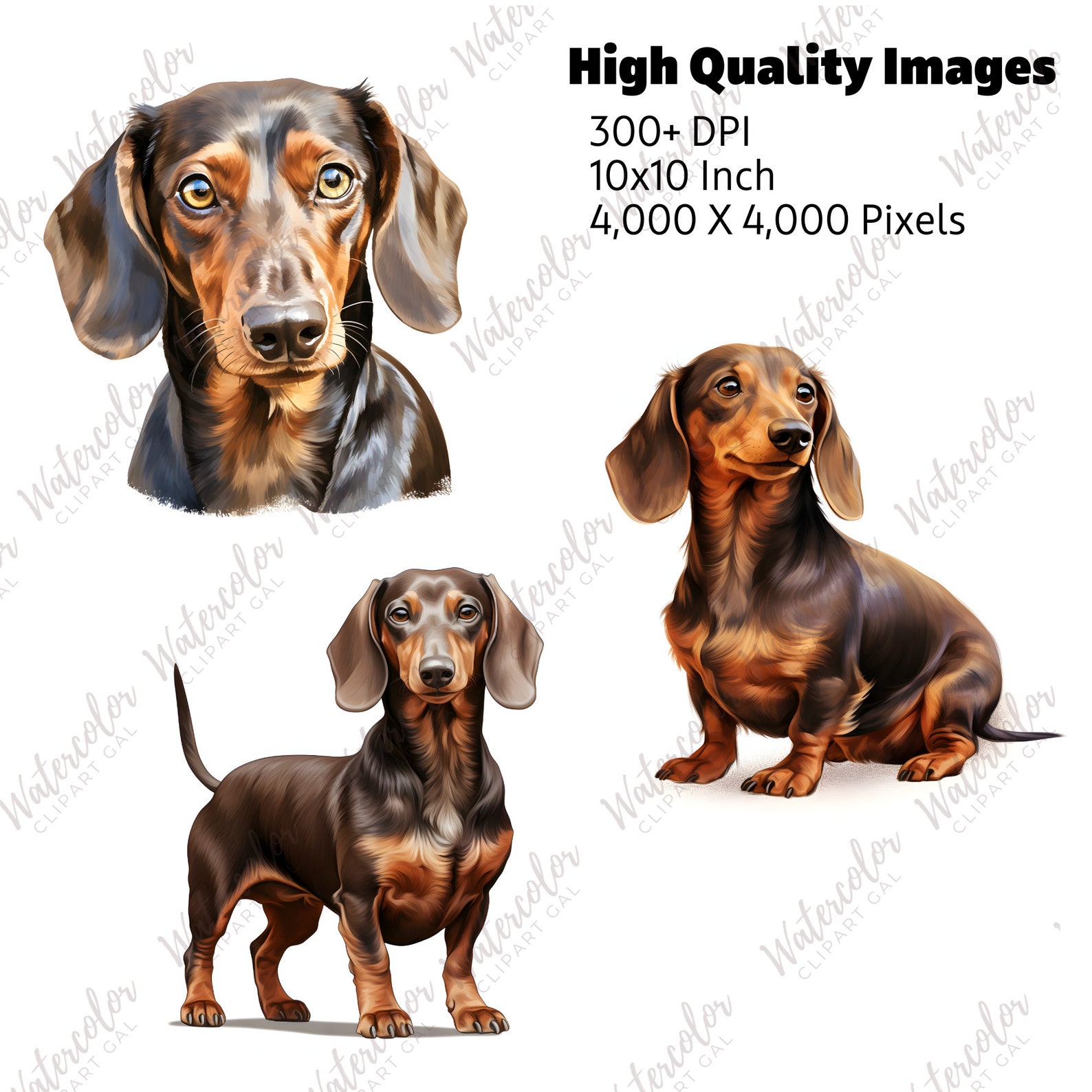 Dachshund Clipart Watercolor Bundle Dog Portrait Wiener Dog PNG Junk ...