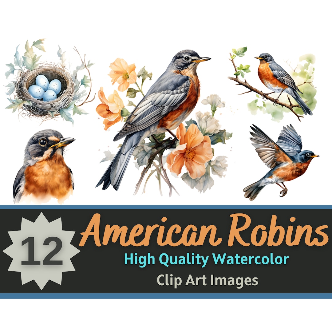 American Robin PNG Watercolor Bundle | Robin Clipart | Beautiful Bird ...
