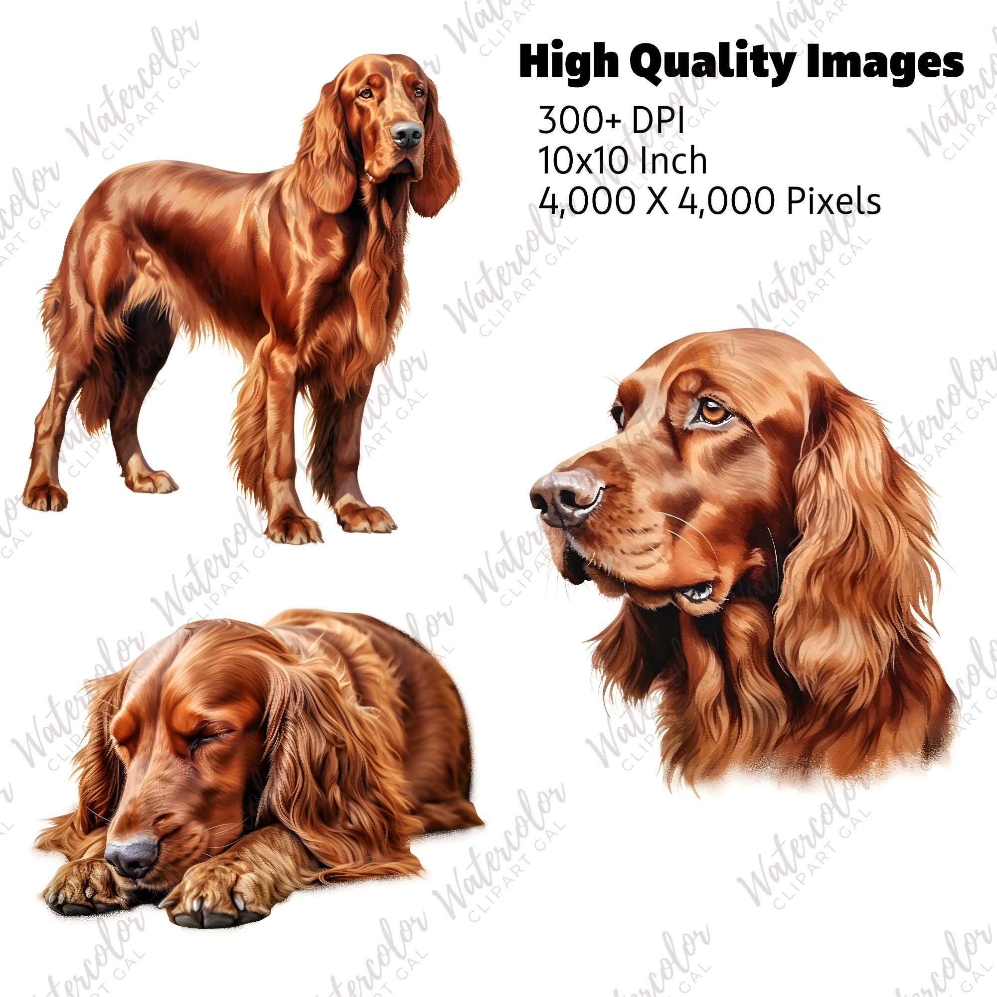 Irish Setter Clipart Watercolor Bundle Dog Portrait Irish Setter Dog ...