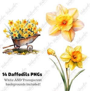 Daffodil Clipart PNG Watercolor Bundle | Daffodil PNG | Floral Clipart ...