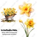 Daffodil Clipart PNG Watercolor Bundle Daffodil PNG Floral - Etsy