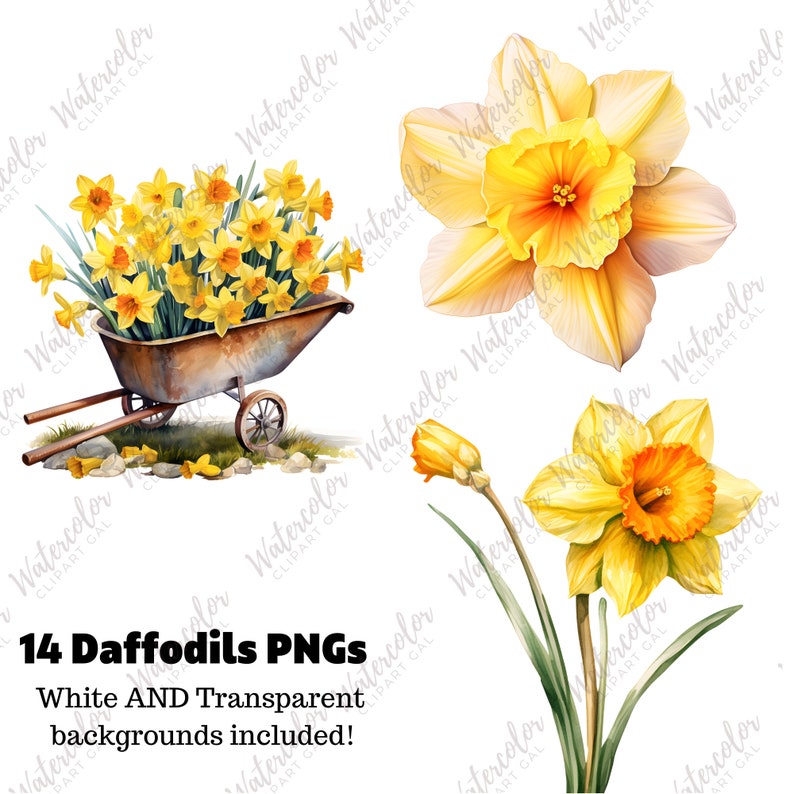 Daffodil Clipart PNG Watercolor Bundle Daffodil PNG Floral - Etsy