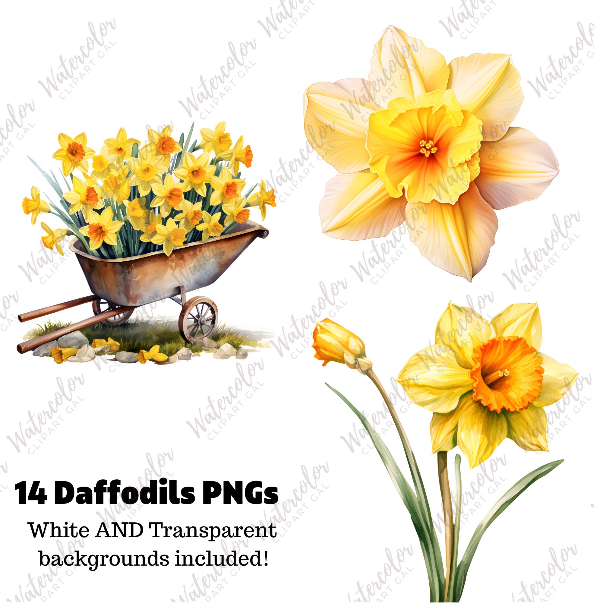 Daffodil Clipart PNG Watercolor Bundle Daffodil PNG Floral - Etsy