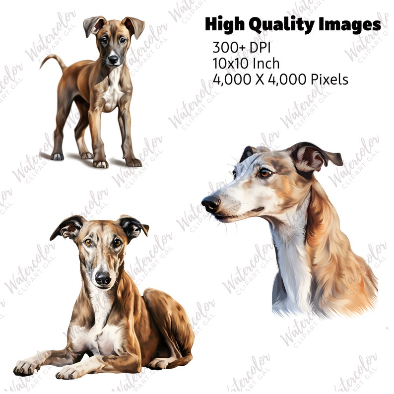 Greyhound Clipart Watercolor Bundle Dog Portrait Greyhound - Etsy