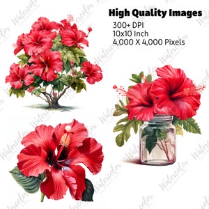 Red Hibiscus Flower Clipart PNG Watercolor Bundle | Hibiscus Flower PNG ...