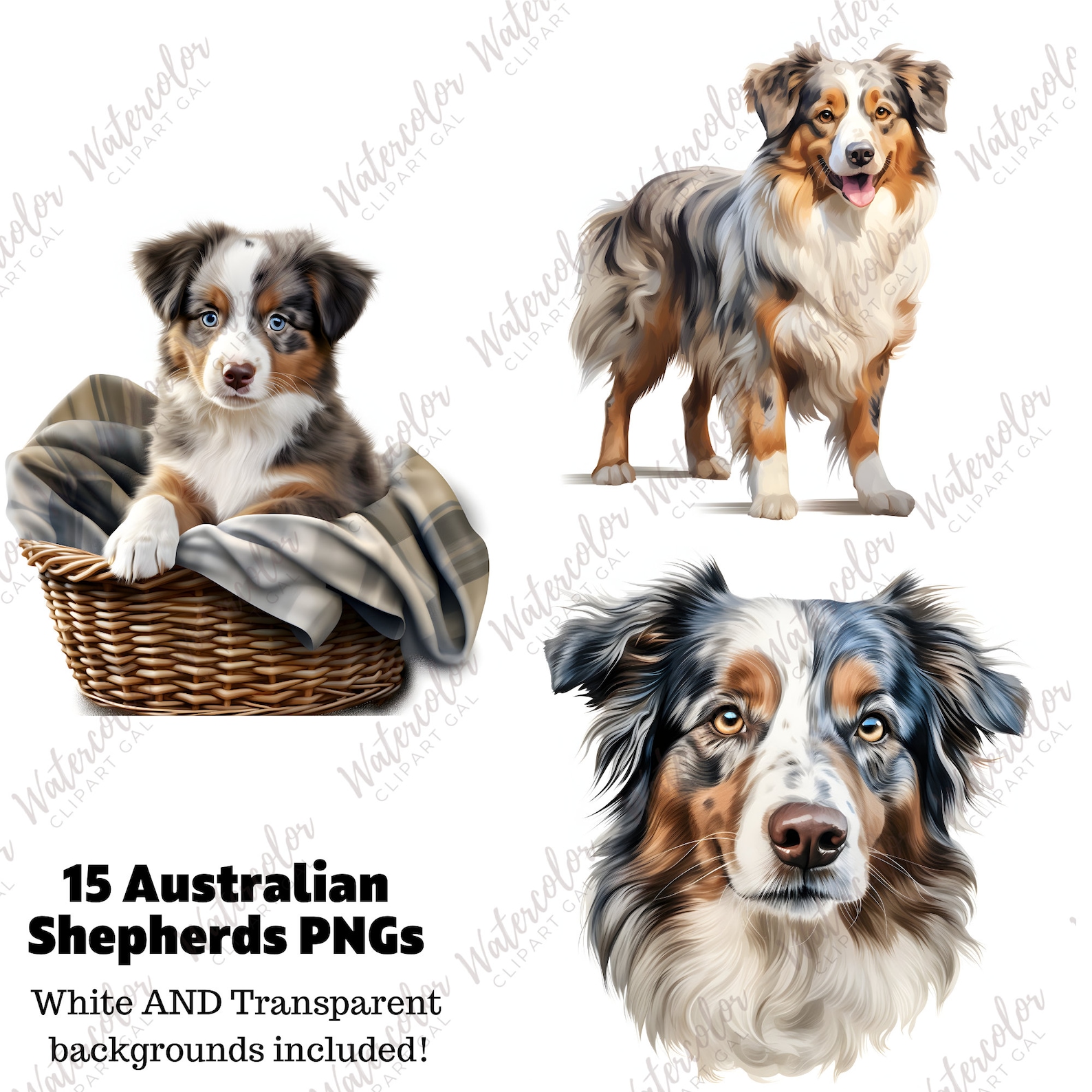 Australian Shepherd Clipart Watercolor Bundle Dog Portrait Australian ...