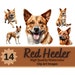 Red Heeler Clipart Watercolor Bundle Dog Portrait Red Heeler PNG Dog ...