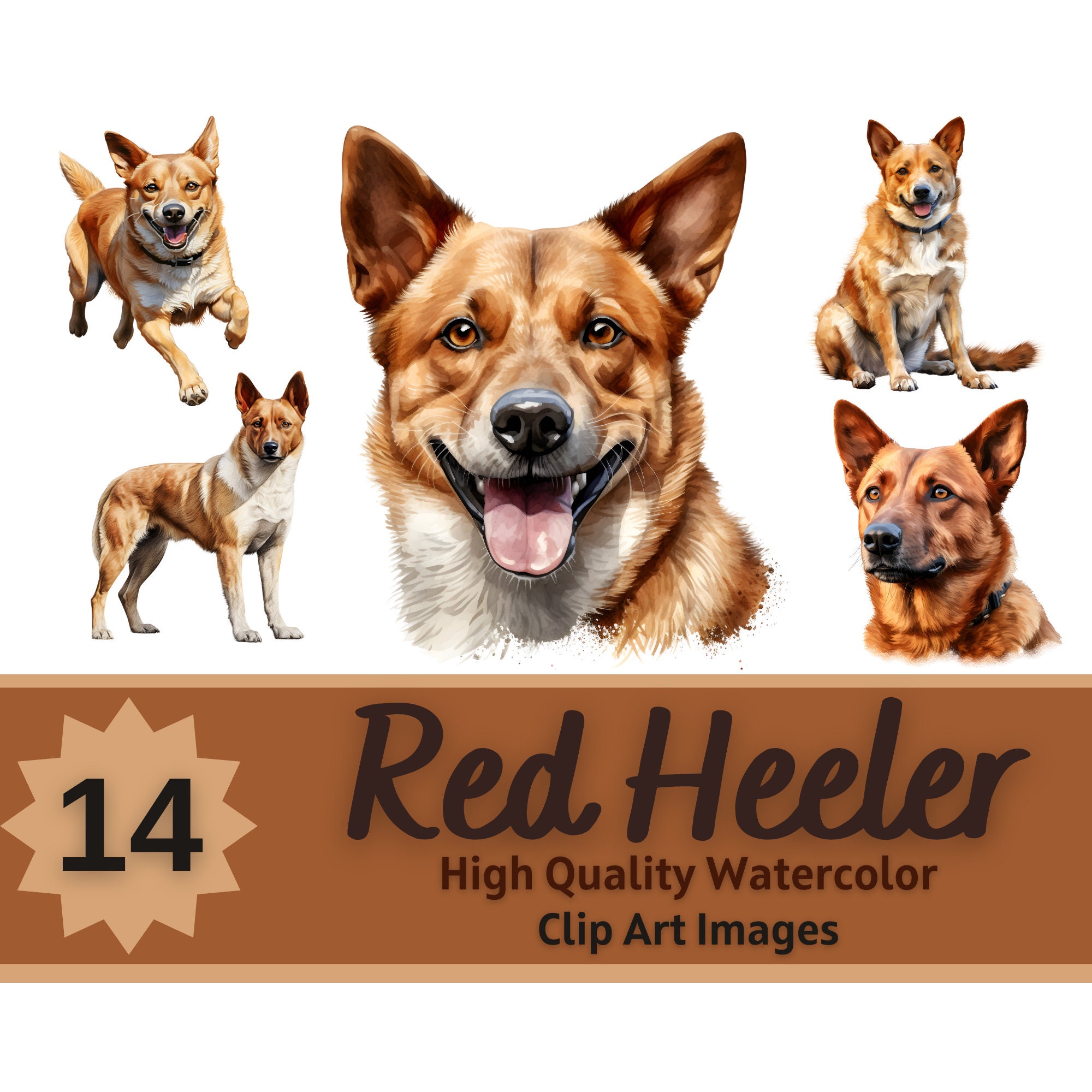 Red Heeler Clipart Watercolor Bundle Dog Portrait Red Heeler PNG Dog ...