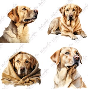 Yellow Labrador Clipart Watercolor Bundle | Dog Portrait | Yellow Lab ...