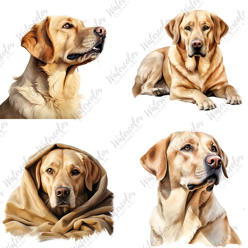 Yellow Labrador Clipart Watercolor Bundle Dog Portrait Yellow Lab PNG ...