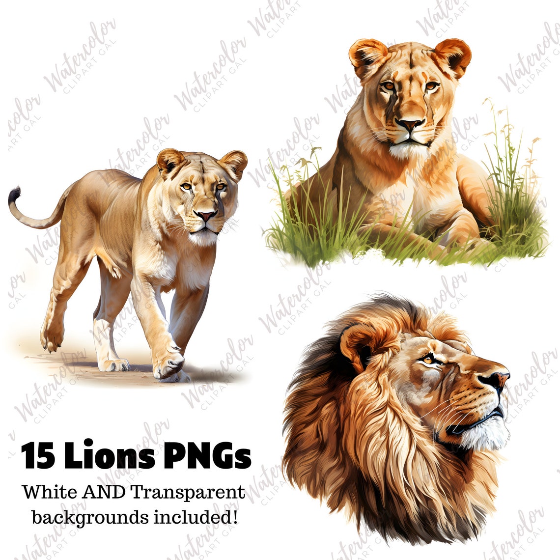 Lion Clipart Watercolor Bundle | Safari Animal PNG | Lioness PNG ...