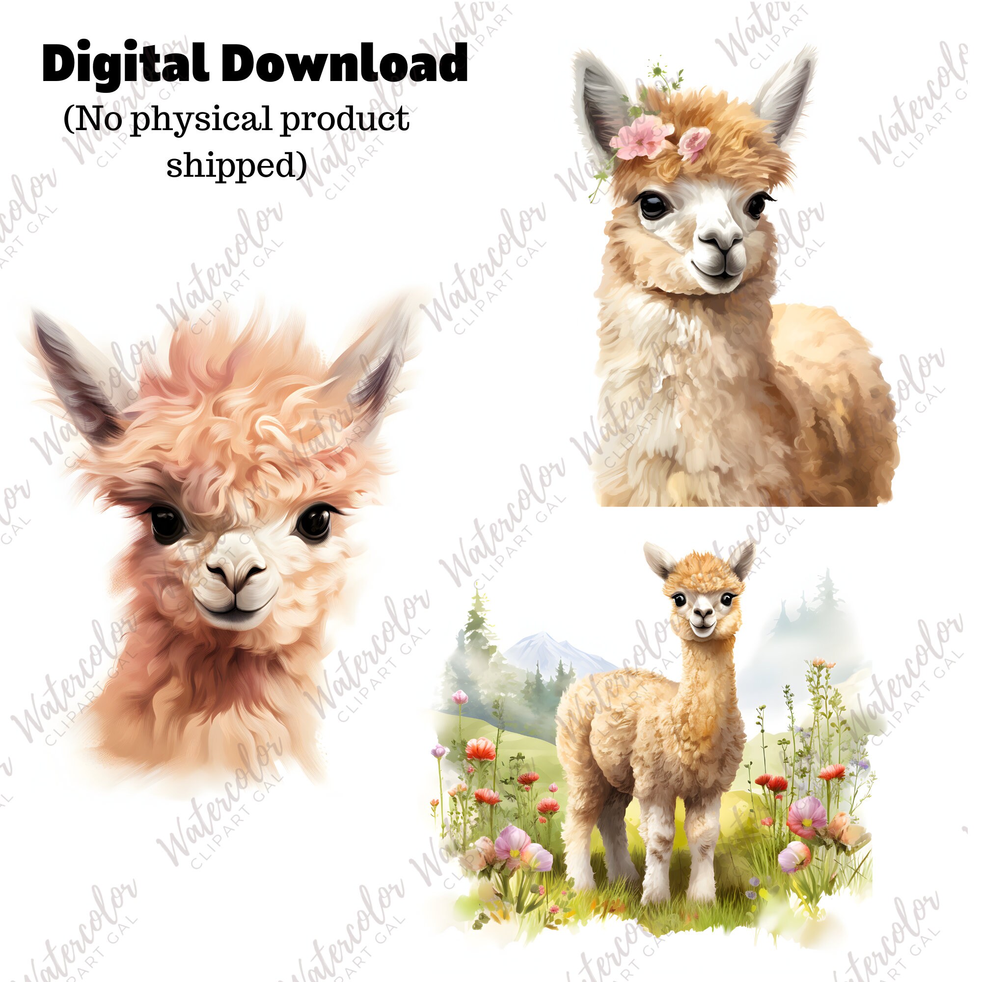 Baby Alpaca Clipart Watercolor Bundle | Baby Llama PNG | Baby Animals ...
