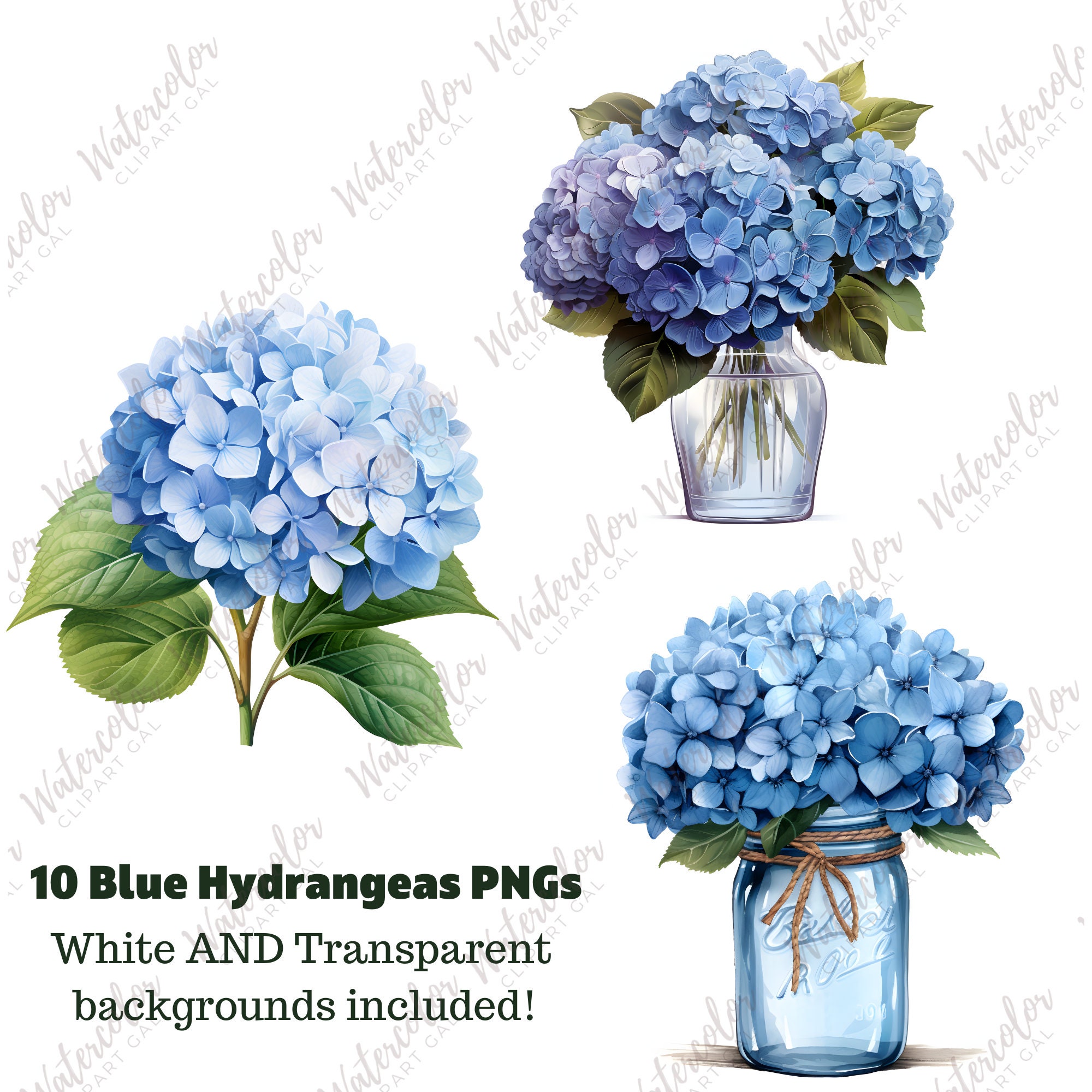 Blue Hydrangea Clipart Watercolor Bundle Hydrangea PNG Floral Clipart ...