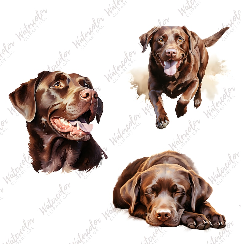 Chocolate Labrador Clipart Watercolor Bundle | Dog Portrait | Chocolate ...