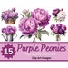 Purple Peony Clipart PNG Watercolor Bundle | Peonies PNG | Floral ...