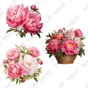 Pink Peony Clipart Watercolor Bundle | Pink Peonies PNG | Floral ...
