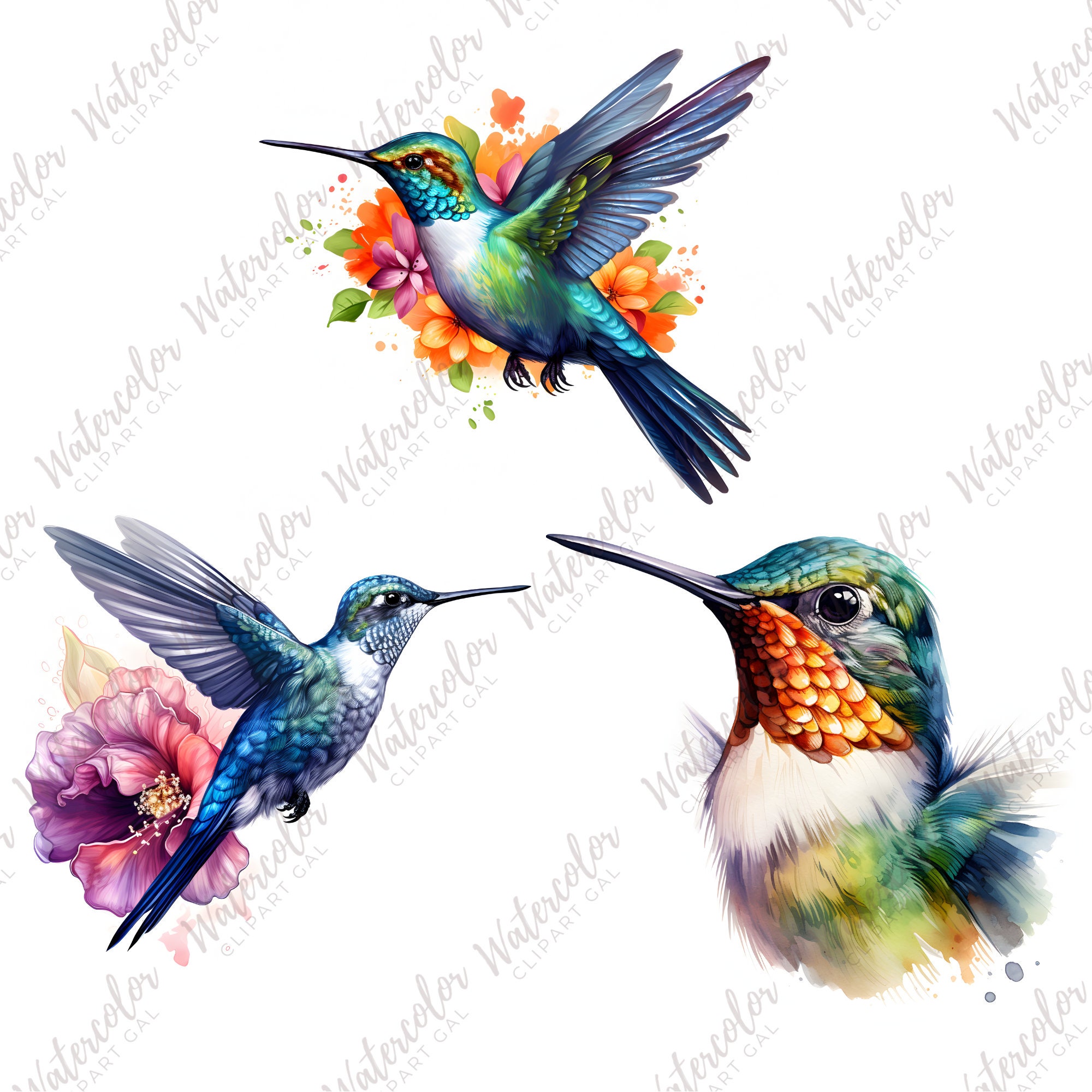 Hummingbird Clipart Watercolor Bundle Hummingbird PNG Colorful Bird ...