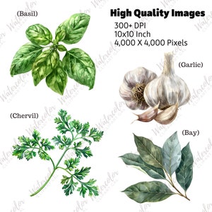 Herb Clipart Watercolor Bundle | Herbs and Spices PNG | Food Clipart ...