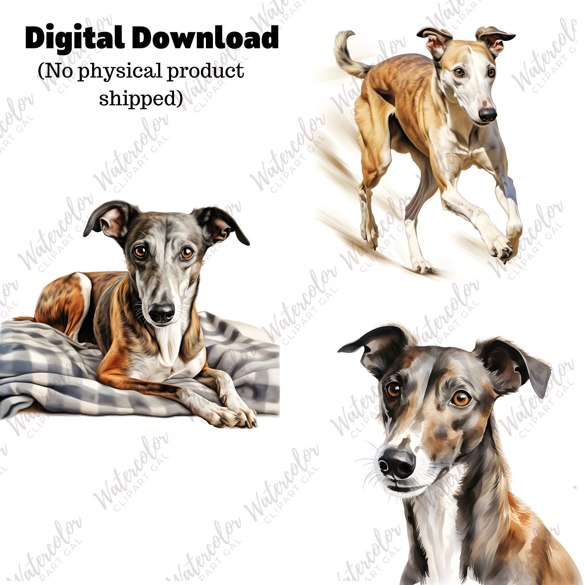 Greyhound Clipart Watercolor Bundle Dog Portrait Greyhound - Etsy
