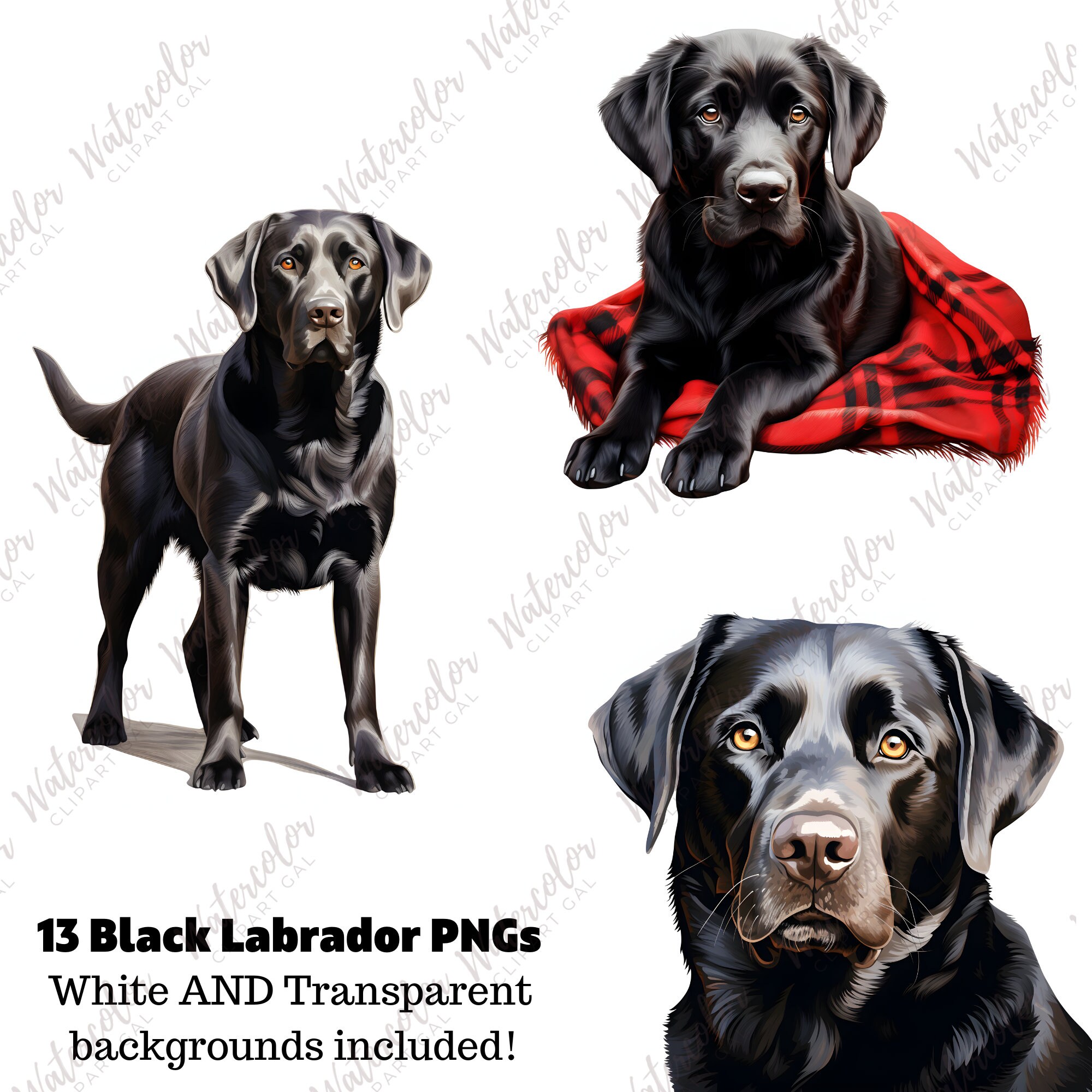 Black Labrador Clipart Watercolor Bundle Dog Portrait Black Lab PNG Dog ...