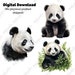 Cute Panda Clipart Watercolor Bundle Cute Panda PNG Cute - Etsy