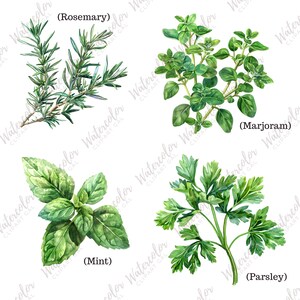 Herb Clipart Watercolor Bundle | Herbs and Spices PNG | Food Clipart ...