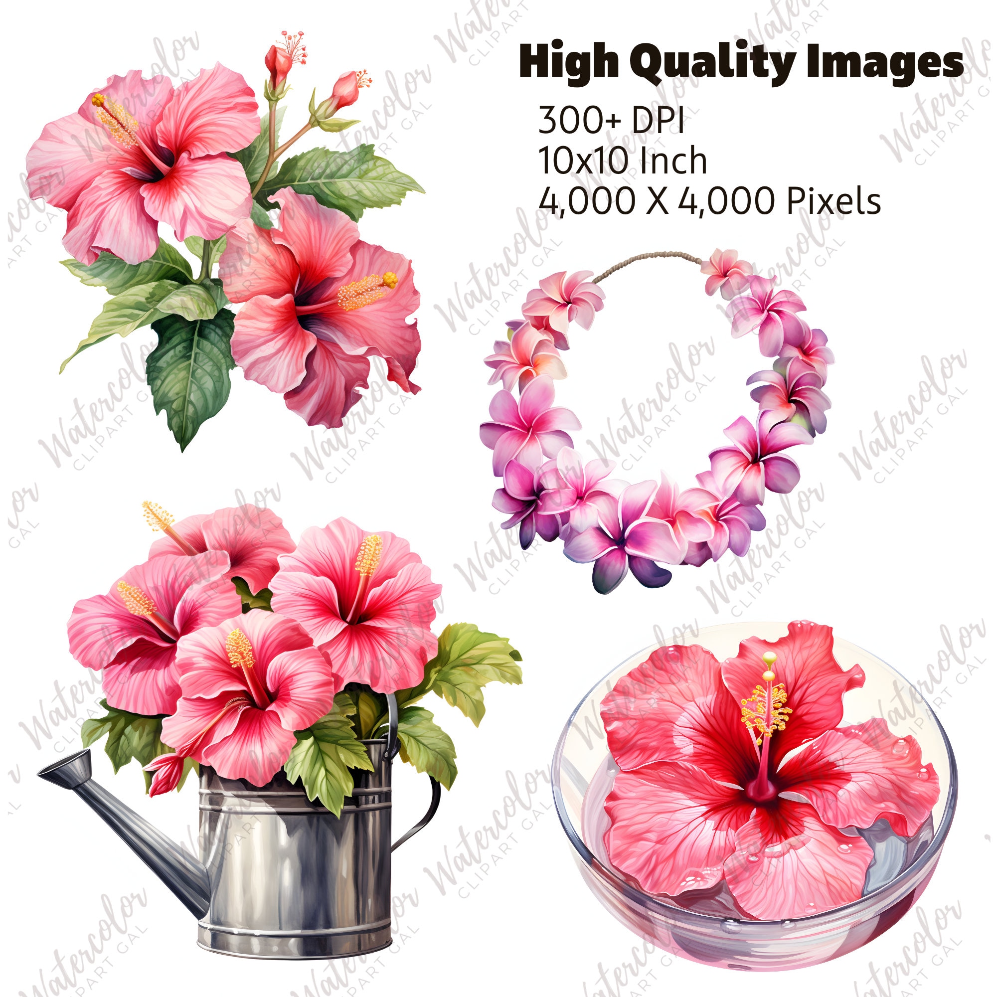 Pink Hibiscus Flower Clipart PNG Watercolor Bundle Hibiscus - Etsy