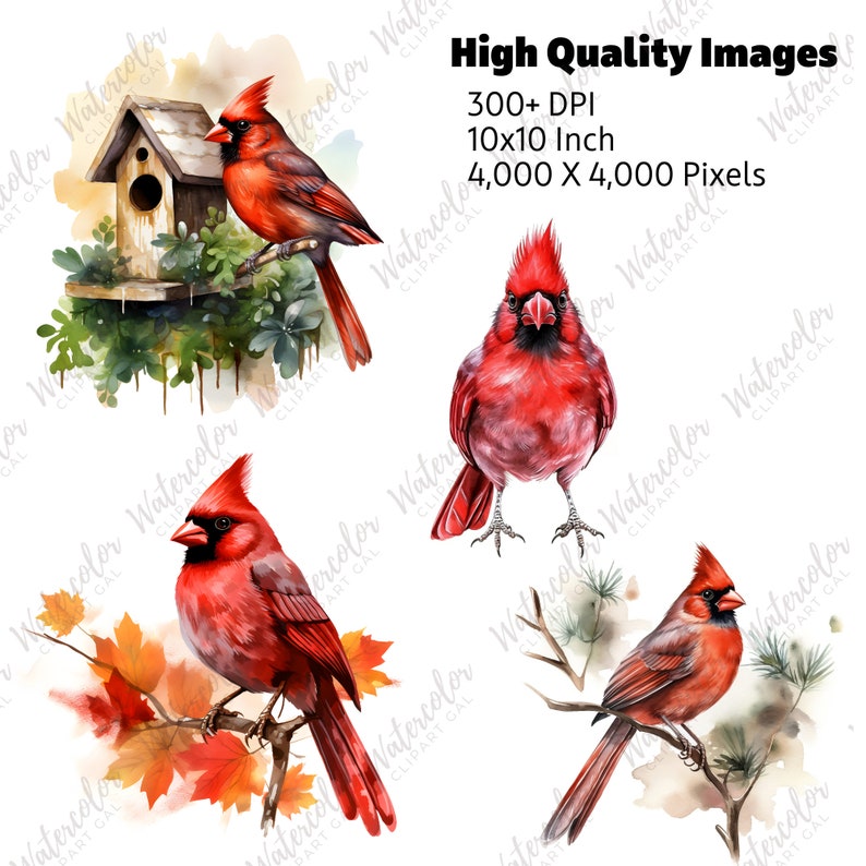 Red Cardinal Clipart PNG Bundle Red Cardinal Bird Watercolor - Etsy