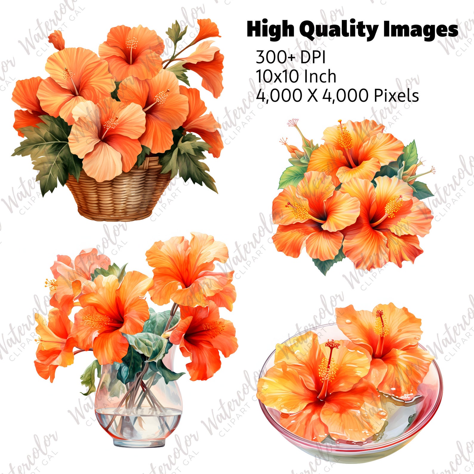 Orange Hibiscus Flower Clipart Watercolor Bundle Hibiscus Flower PNG ...